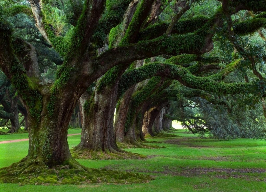 Amazing trees : r/oddlymesmerizing